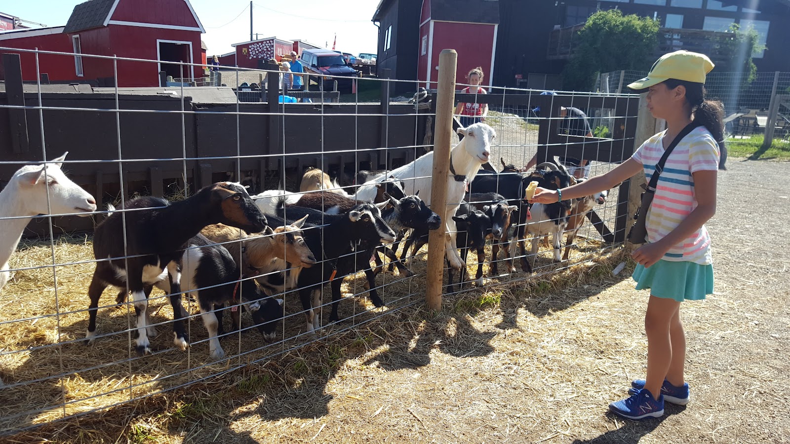 Butterfield Acres Petting Farm — Farm Services in Calgary, Alberta ...